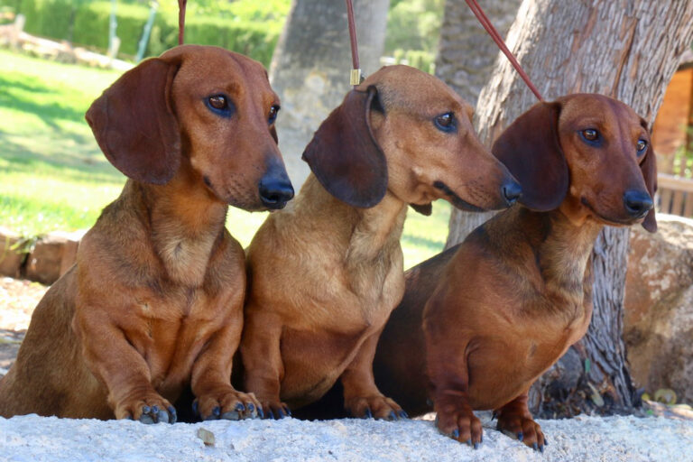 Teckel Club de España – Página oficial