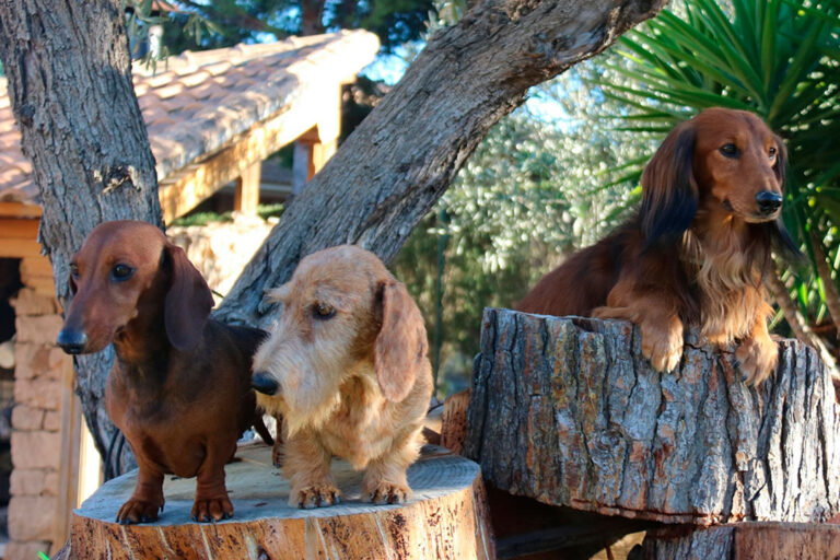 Teckel Club de España – Página oficial